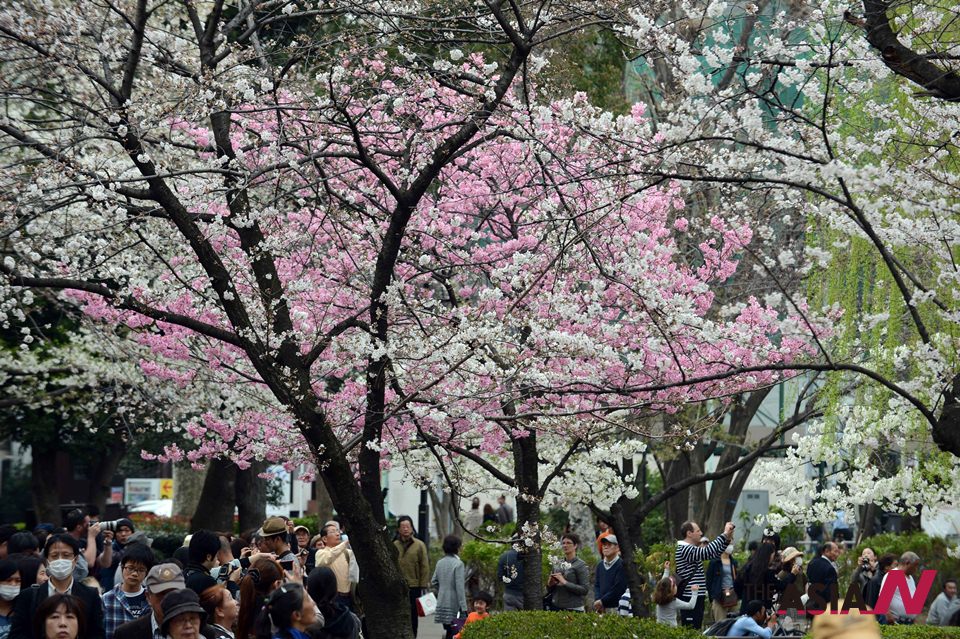 People enjoy cherry blossom at Ueno Park in Tokyo, blooming a week ...