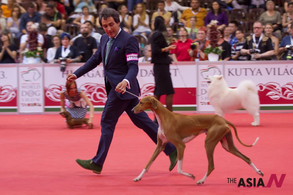 A dog competes during world's largest Budapest dog show - THE AsiaN