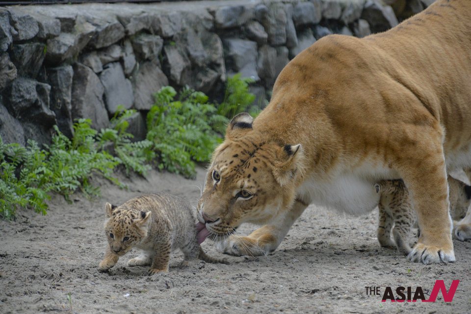 A liger licks her one-month-old liliger cub at Novosibirsk Zoo, Russia ...